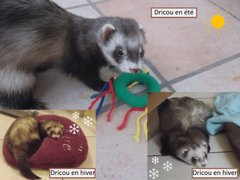 Mue du furet : pourquoi il perd ses poils ? - Repaire des Furets